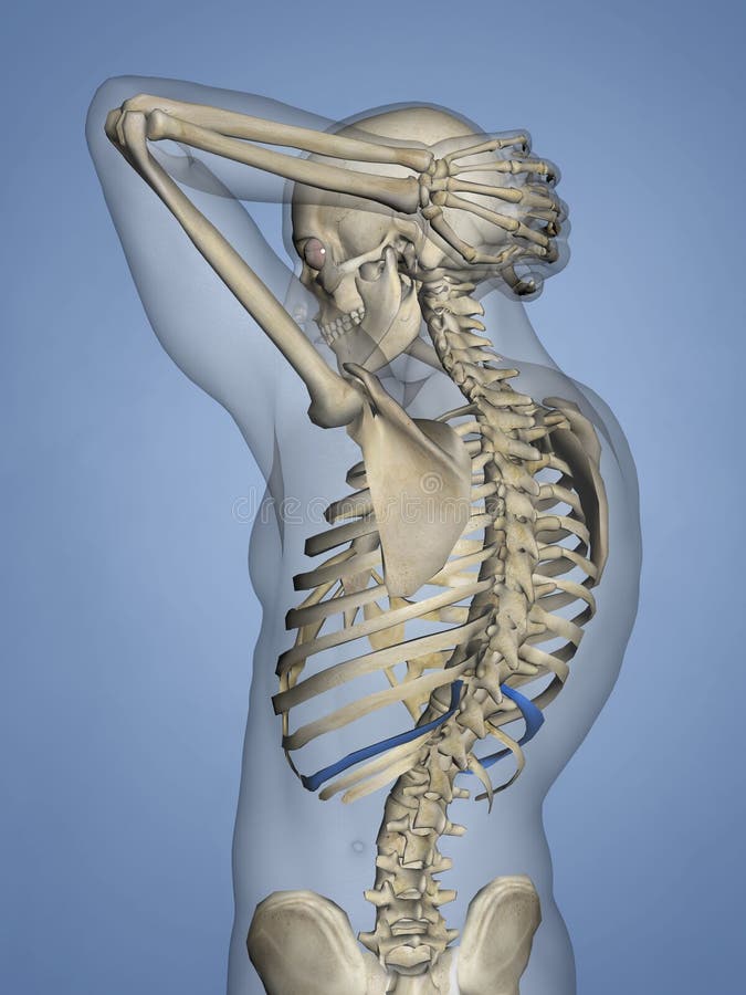 Tenth Rib, Rib Cage, 3D Model Stock Illustration - Illustration of ...