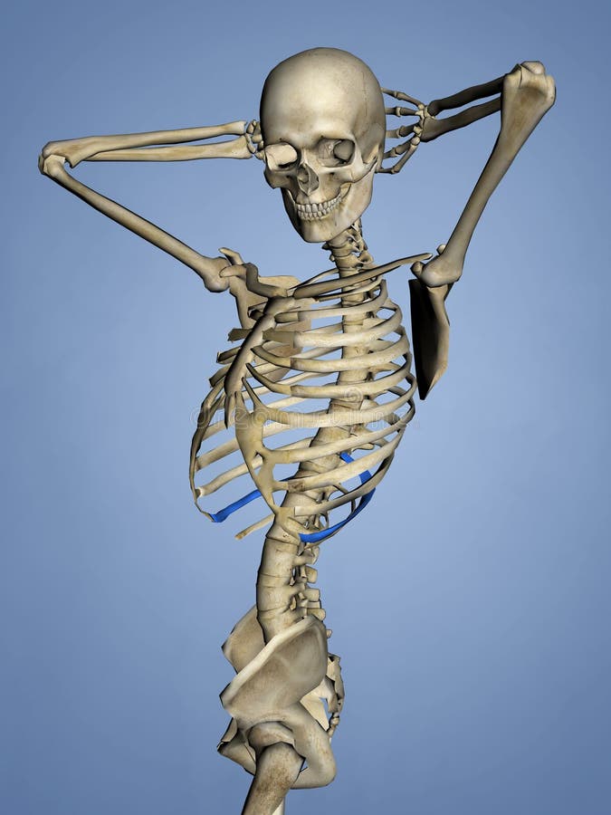 Tenth Rib, Rib Cage, 3D Model Stock Illustration - Illustration of ...