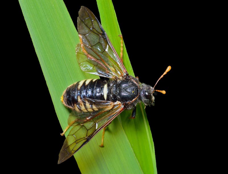 Tenthrède D'insecte (Tenthredinidae) 10 Photo stock - Image of désert ...