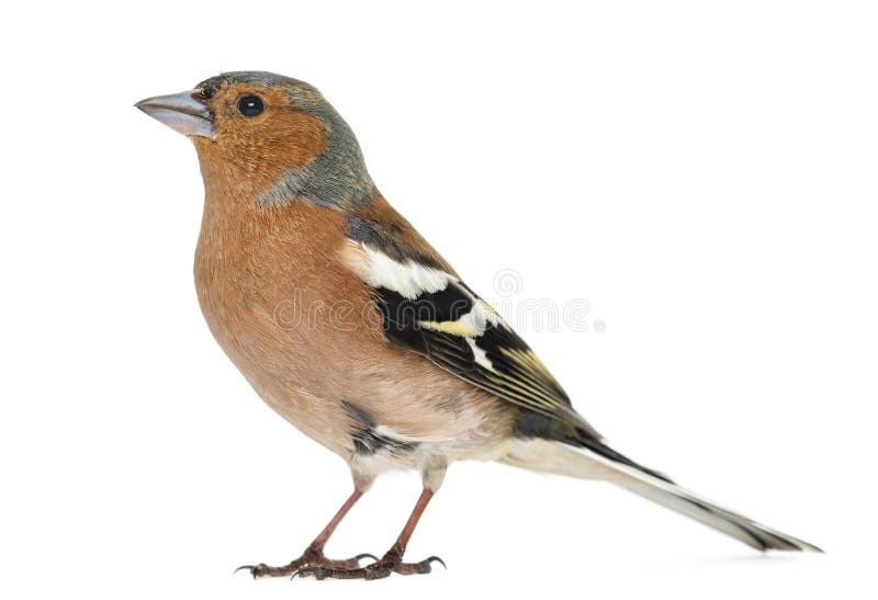 Tentilhão Comum, Coelebs Do Fringilla Foto de Stock - Imagem de ...