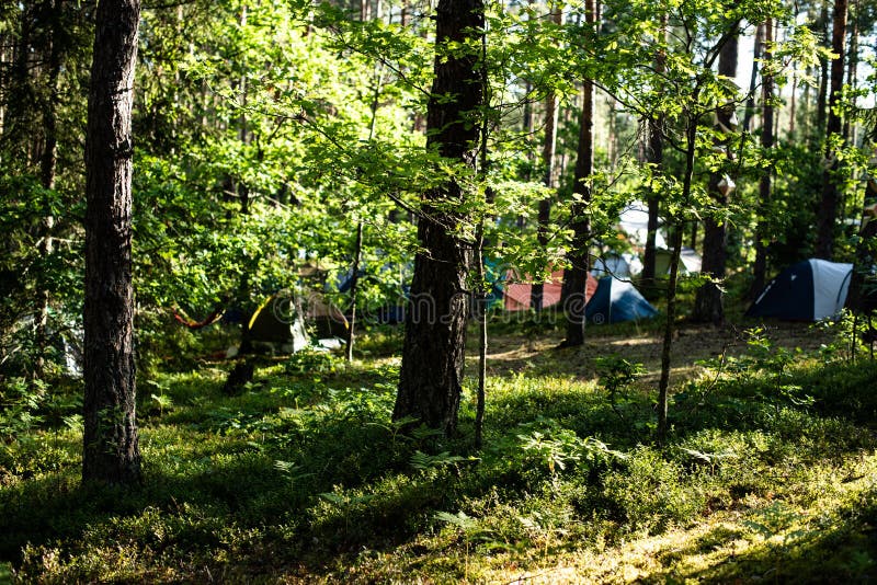 Tents in the Green Forest. Summer Camping Stock Image - Image of nature ...