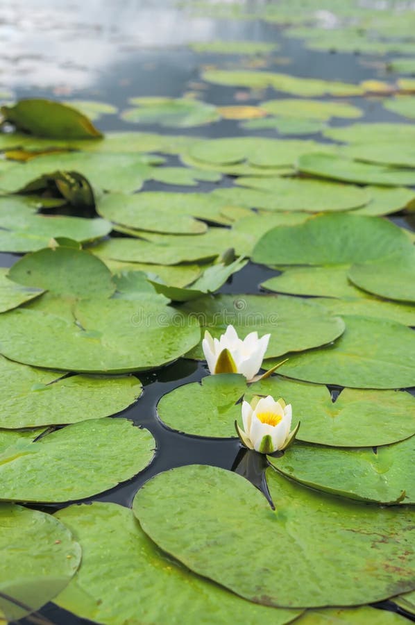 Teo water lilies stock image. Image of bright, botanical - 73890029