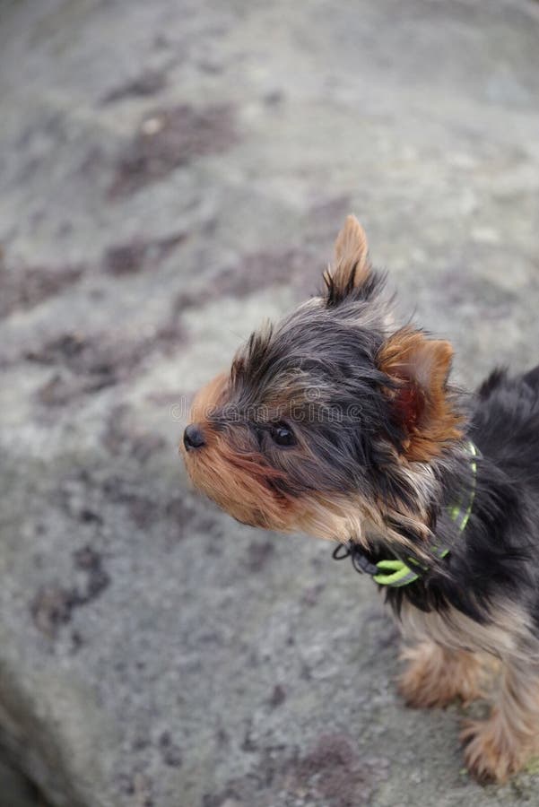 Wet yorkie enjoying a bath stock image. Image of cleaning - 320290285