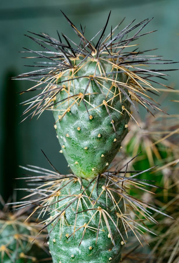 Tephrocactus Alexanderi - Cactus with Short Spines in Botanical ...