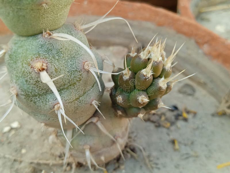 Tephrocactus Articulatus* & X28;Paper Spine Cactus& X29; – Segmented ...