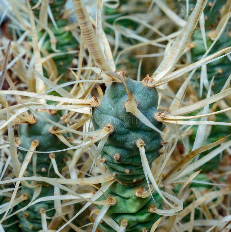 Tephrocactus Papyracanthus - Detailed Macro Shot Highlighting the Sharp ...