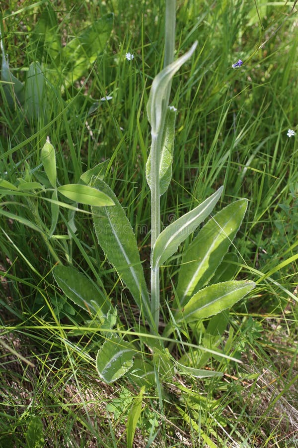 Tephroseris Papposa - Wild Plant Shot in the Spring Stock Photo - Image ...