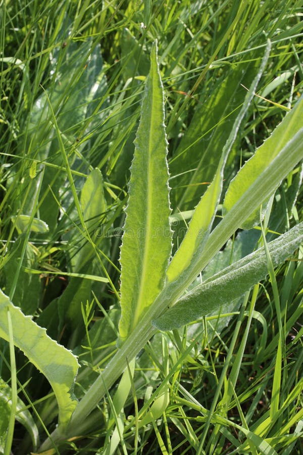 Tephroseris Papposa - Wild Plant Shot in the Summer. Stock Photo ...