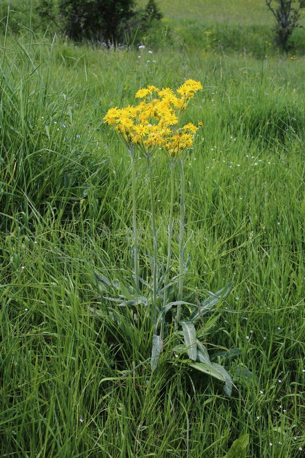 Tephroseris Papposa - Wild Plant Shot in the Summer. Stock Photo ...