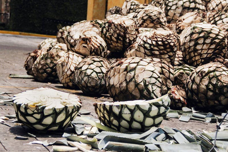 Agave tequila production stock image. Image of succulent - 86962527