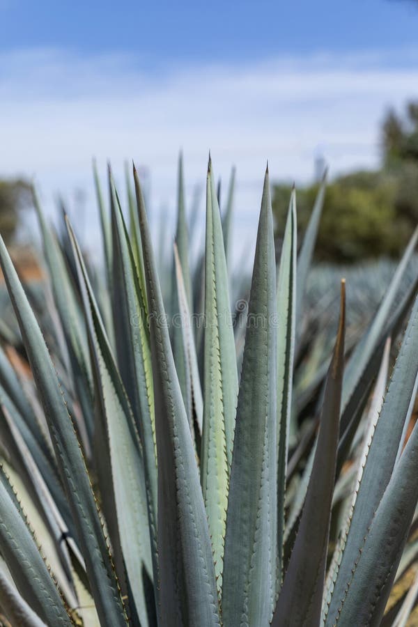Tequila Agave Spines Closeup Stock Image - Image of detail, drink ...