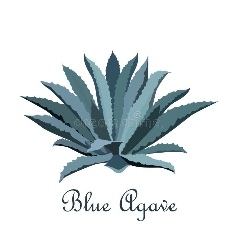 Blue Agave Plant Illustration