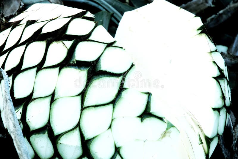 Tequila detail 3 stock image. Image of worker, nature - 86988807