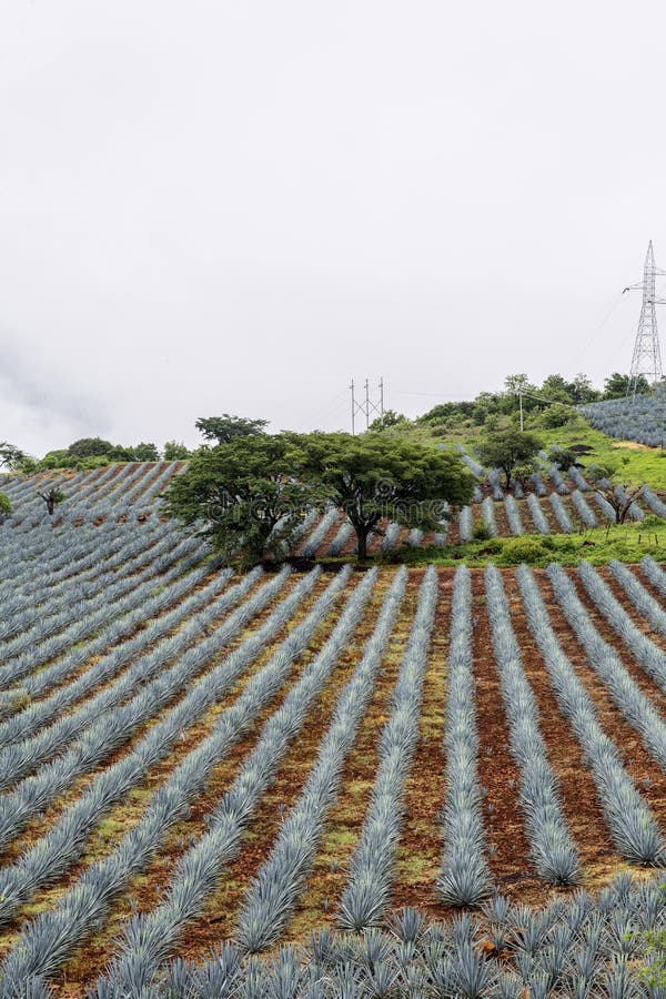 Tequila Landscape stock image. Image of mexicopaisaje - 81049075