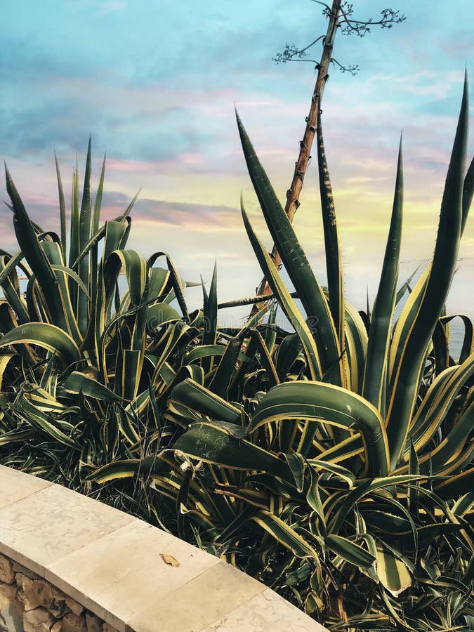 Tequila Plant Agave Fields. Aloe Vera Plants on Far. Most Famous ...