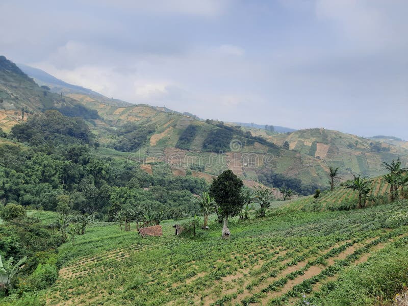 Terasering best view stock photo. Image of plantation - 246669918