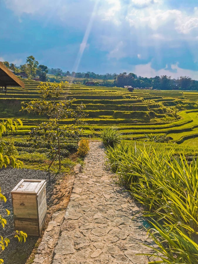 Terracing fields stock image. Image of field, greenie - 261929687