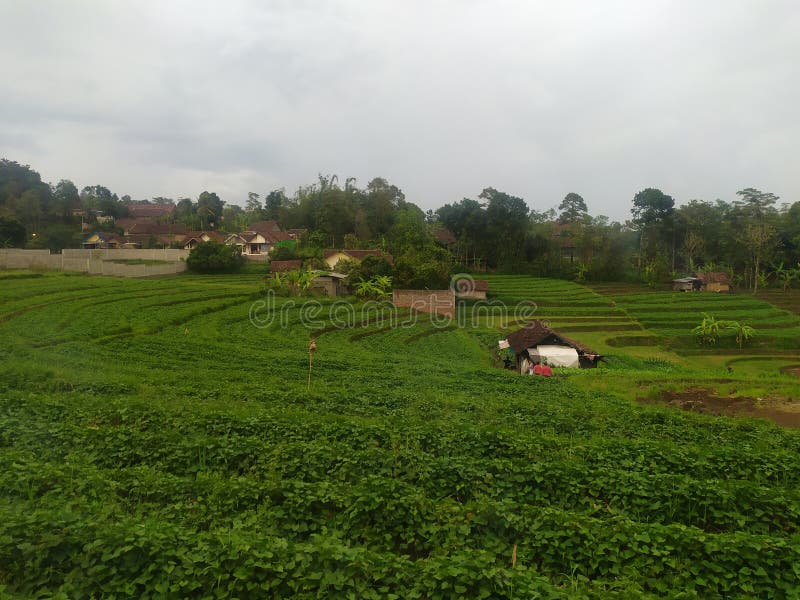 Terasering stock image. Image of green, mountain, area - 139618709