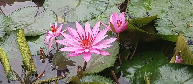 Teratai Flower in 3 Condition Stock Photo - Image of flower, born ...