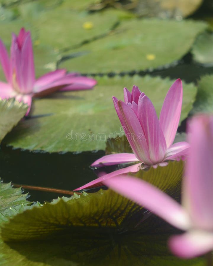 Teratai stock photo. Image of beautiful, teratai, flower - 95711850