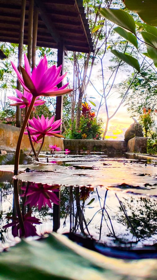 Teratai Morning Nature Stock Photos - Free & Royalty-Free Stock Photos ...