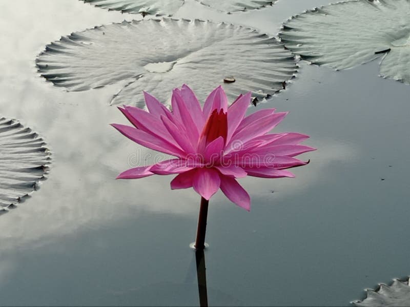 Teratai Pink Flower stock image. Image of pink, water - 267736953