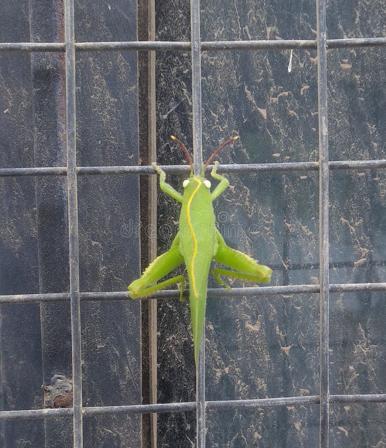 Egyptiangrasshopper Stock Photos - Free & Royalty-Free Stock Photos ...