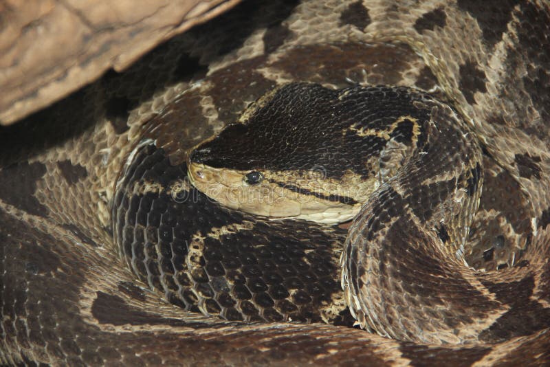 Terciopelo (asper Del Bothrops) Immagine Stock - Immagine di monoca ...