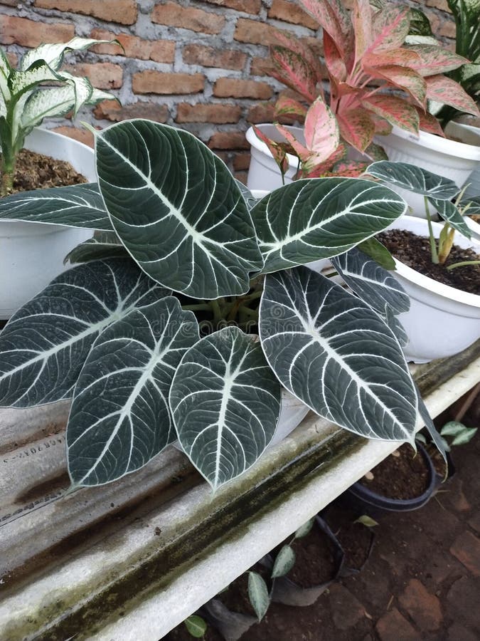 Caladium Con Las Hojas Gigantes Foto de archivo - Imagen de cubo ...