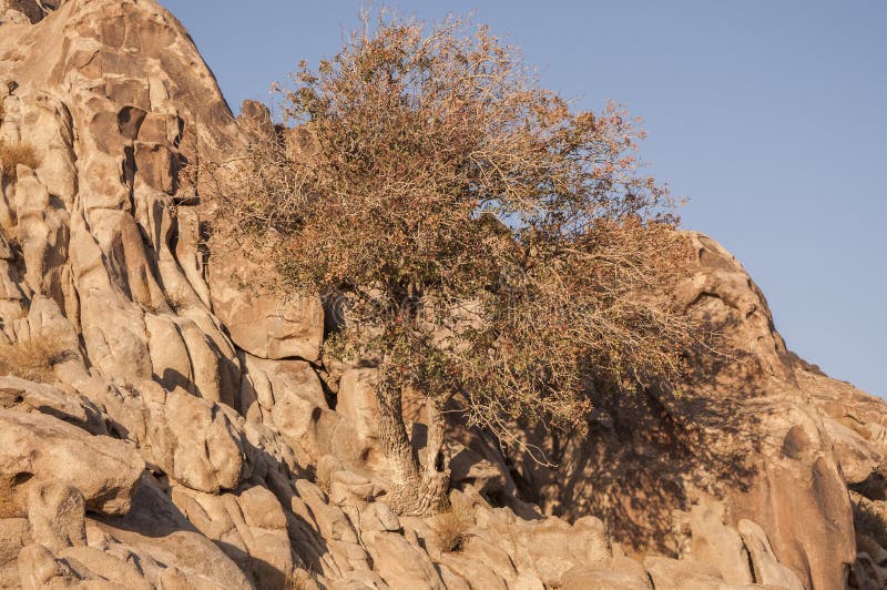 Terebinth Tree between Rocks Stock Photo - Image of summer, luxuriant ...