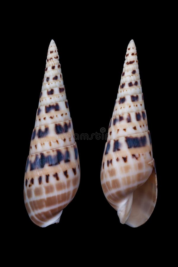 Terebra Dimidiata Stock Photos - Free & Royalty-Free Stock Photos from ...