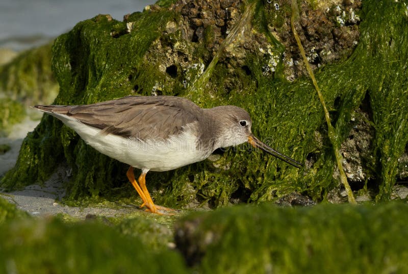 Terek Sandpiper Feeding at Eker Coast of Bahrain Stock Photo - Image of ...