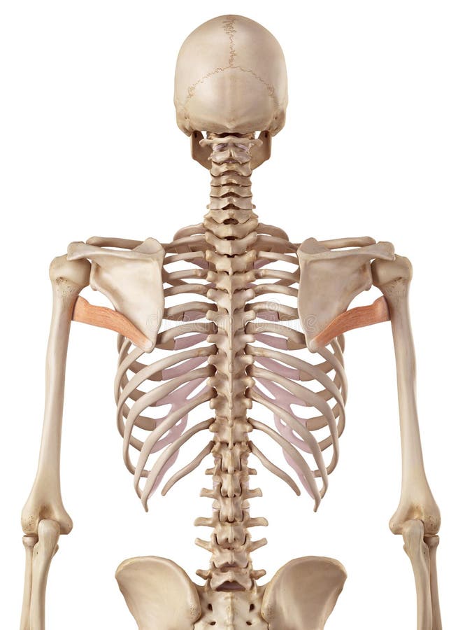 The teres major stock illustration. Illustration of graphic - 56287561