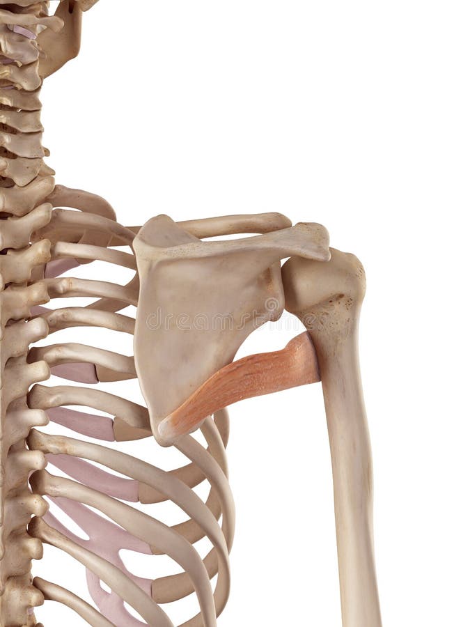 The teres major stock illustration. Illustration of musculature - 56287563