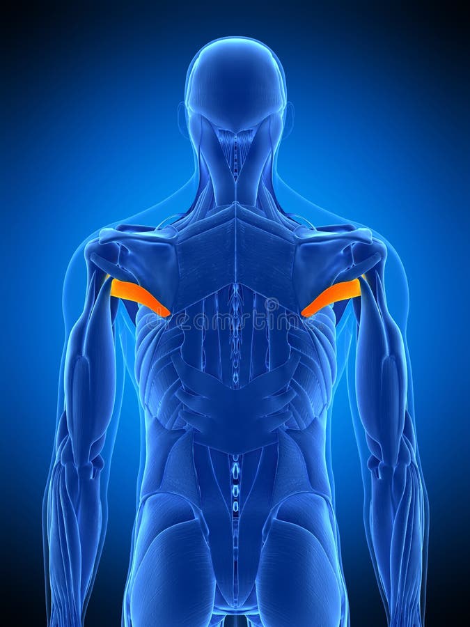 The teres major stock illustration. Illustration of fitness - 72486623