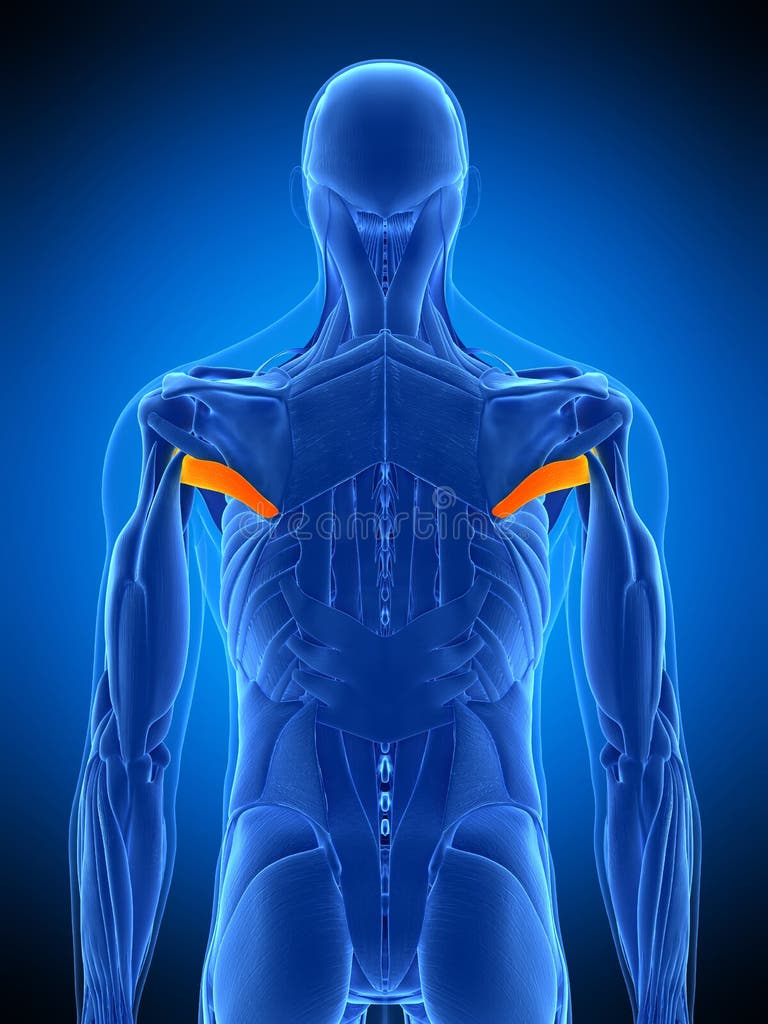 Teres Major Stock Illustrations – 514 Teres Major Stock Illustrations ...