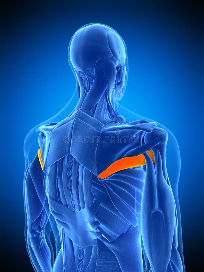 Teres Major Muscle Stock Illustrations – 510 Teres Major Muscle Stock ...