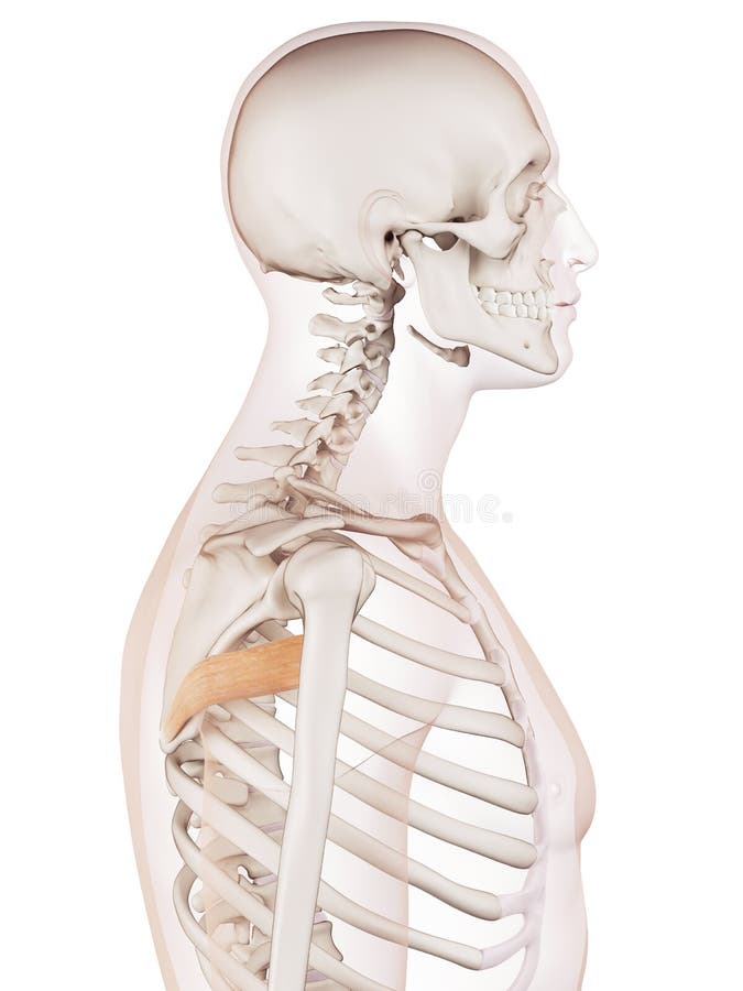 The teres major stock illustration. Illustration of isolated - 57549090