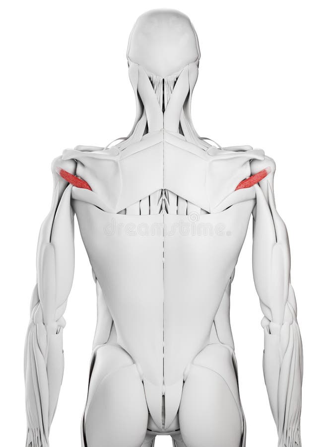 The teres minor stock illustration. Illustration of major - 45576078