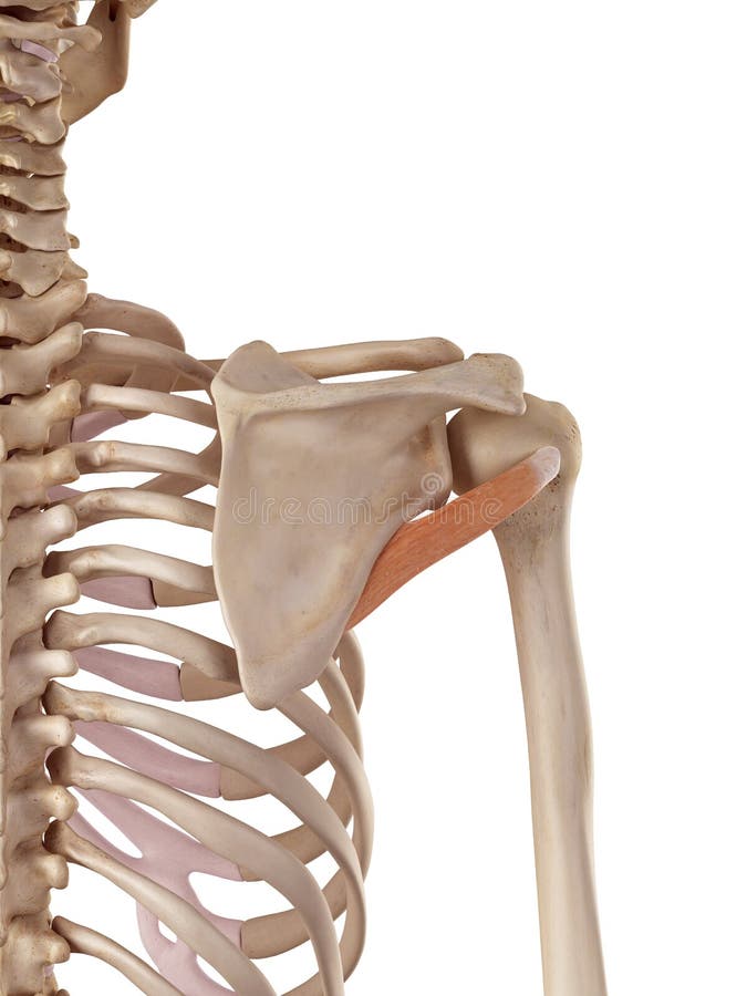 The teres minor stock illustration. Illustration of minor - 56287572