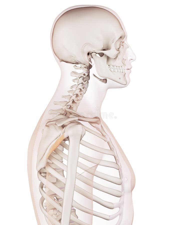 The teres minor stock illustration. Illustration of anatomy - 57549087