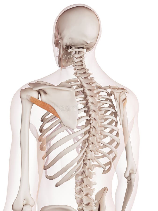 The teres minor stock illustration. Illustration of graphic - 57549099