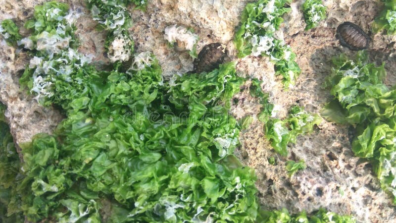 Teritib Stock Photos - Free & Royalty-Free Stock Photos from Dreamstime