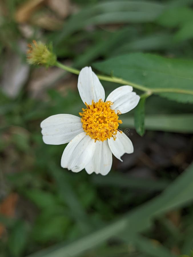 Bunga putih stock image. Image of green, flower, white - 238803963
