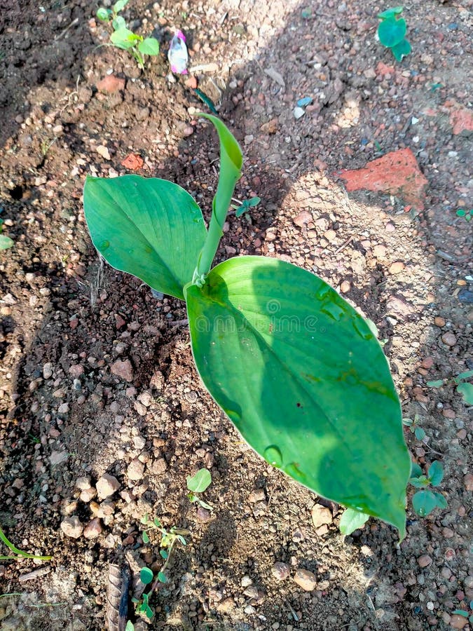 Termeric plant is growing. stock image. Image of termeric - 224668743