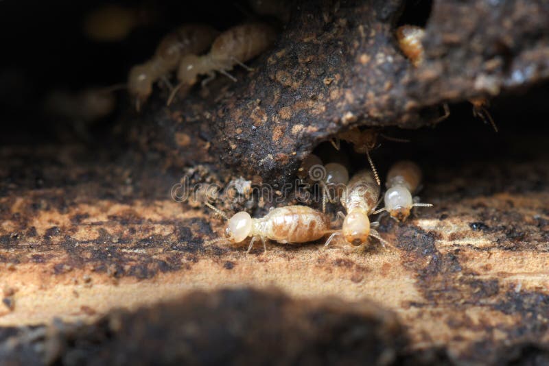 Termiet in Termiethoop stock foto. Image of weide, milieu - 124390232