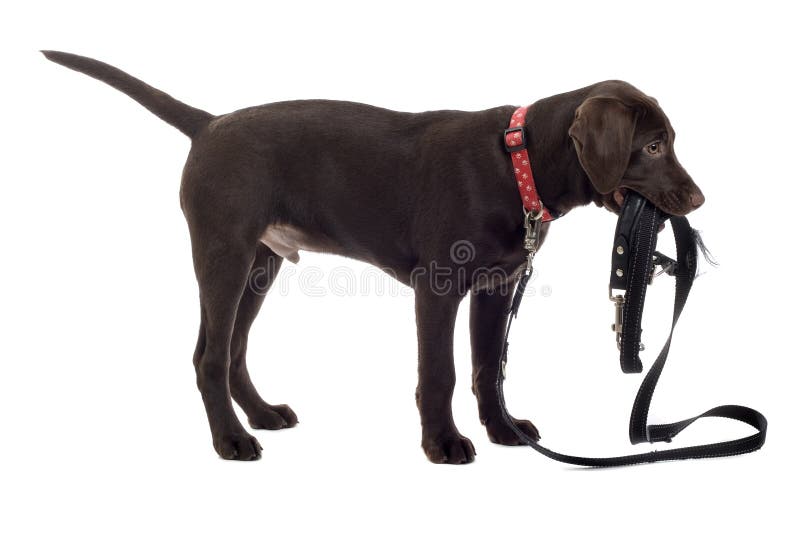 Terminal De Componente De La Explotación Agrícola Del Perrito De ...