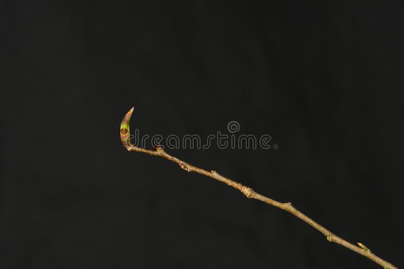 Leaf of the American Elm Tree Stock Photo - Image of spring, american ...