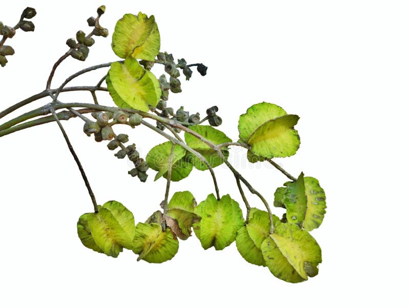 Arjuna fruit stock photo. Image of foliage, anthurium - 358977028