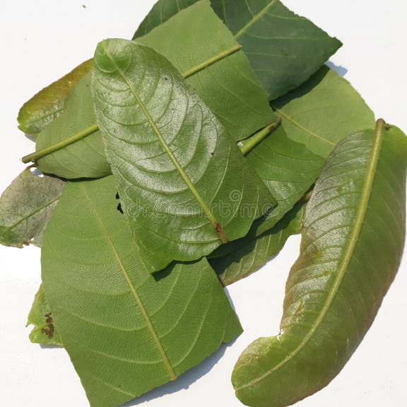 Terminalia Arjuna is a Tree of the Genus Terminalia. it is Commonly ...